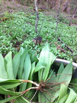A West Virginia Springtime Favorite: Ramps - New River Gorge CVB