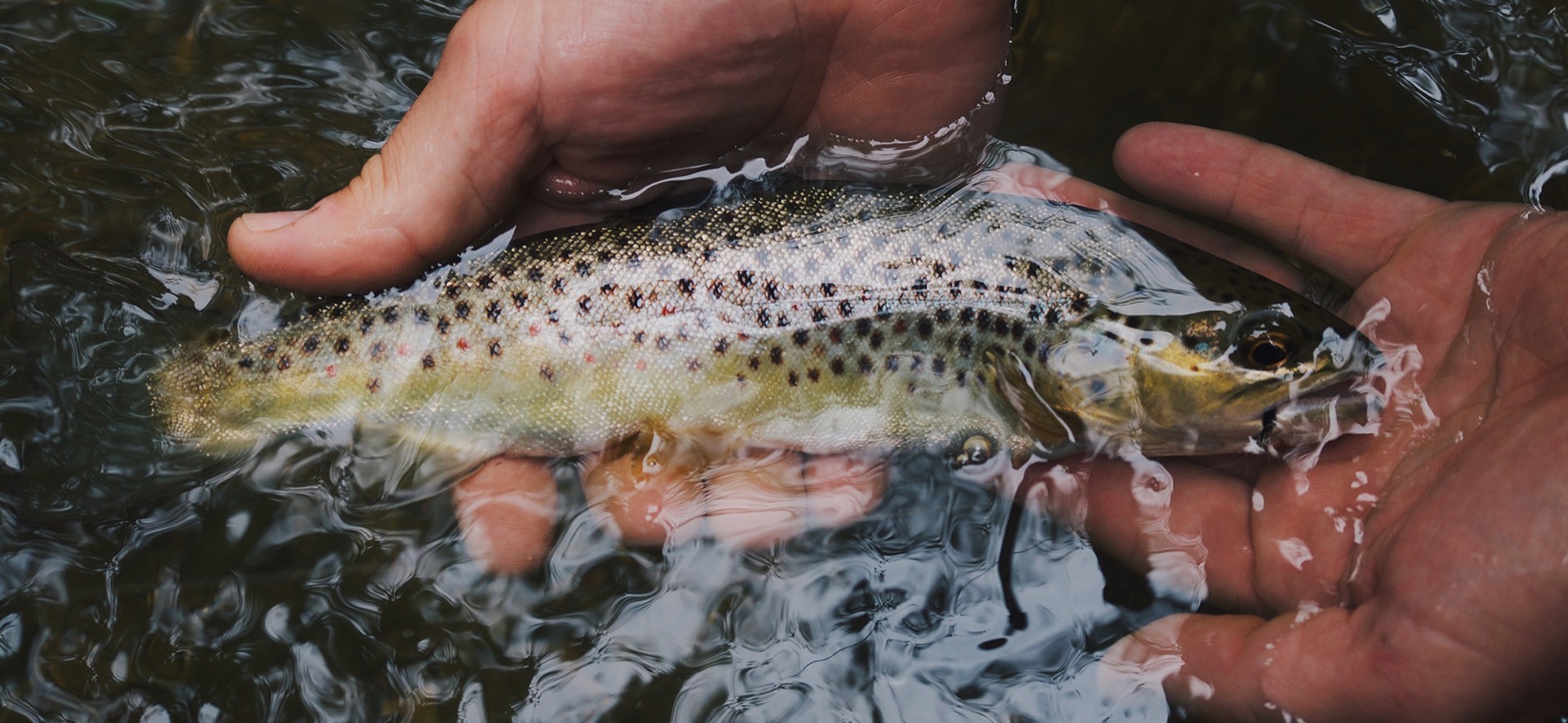 New River Gorge Hunting and Fishing - New River Gorge CVB