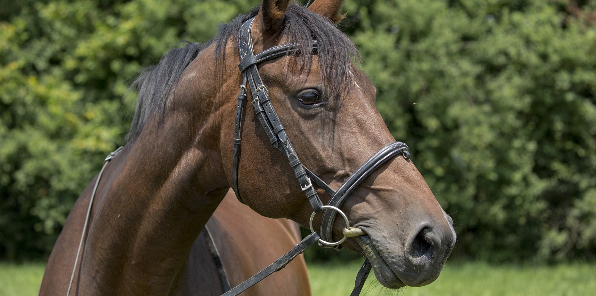 New River Gorge Horseback Riding - New River Gorge CVB